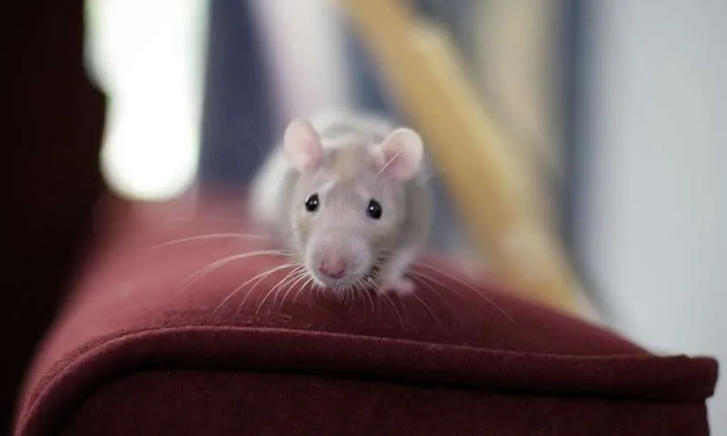 How Bright-Light Treatment Improves Sleep In Stressed Mice: Study