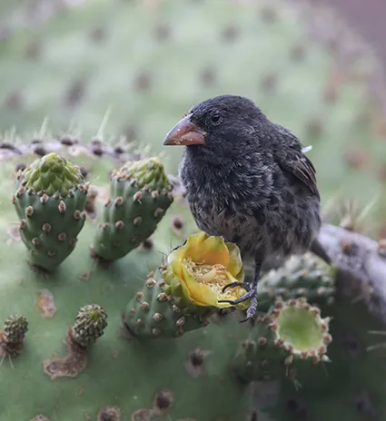 Genome Research Reveals 30 Years Of Darwin's Finch Evolution