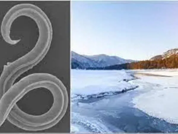 Scientists Revive Worm Frozen 46,000 Years Ago